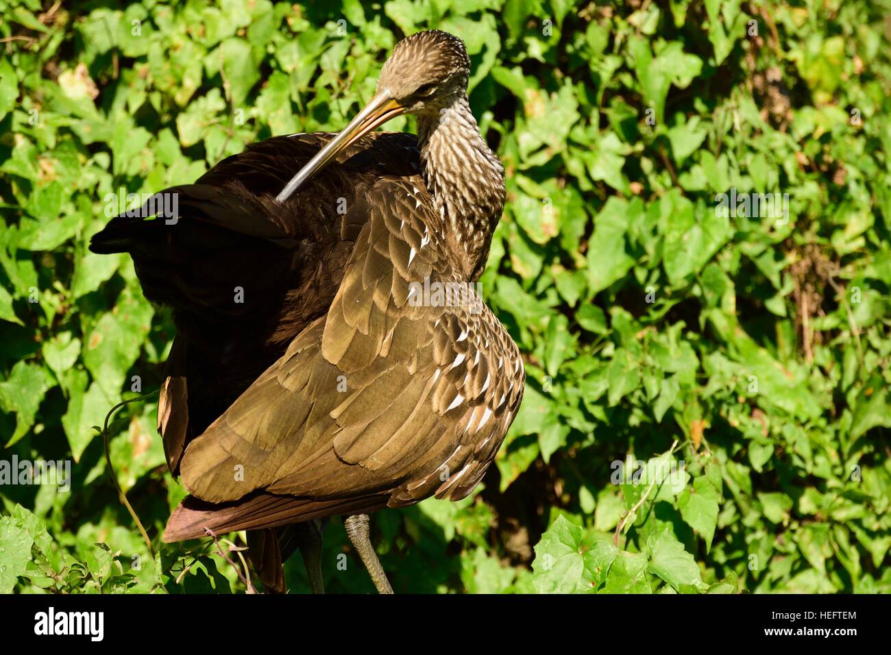 Profile of a Limpkin resting on foliage in a forest Stock Photo - Alamy
