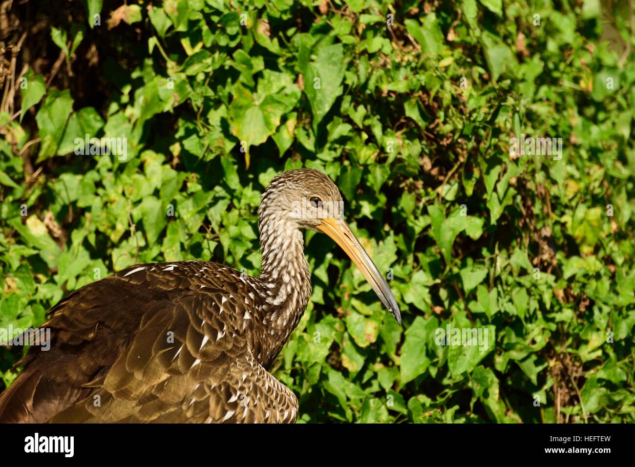 The Limpkin bird, also called Carrao, Courlan, and Crying bird resting ...