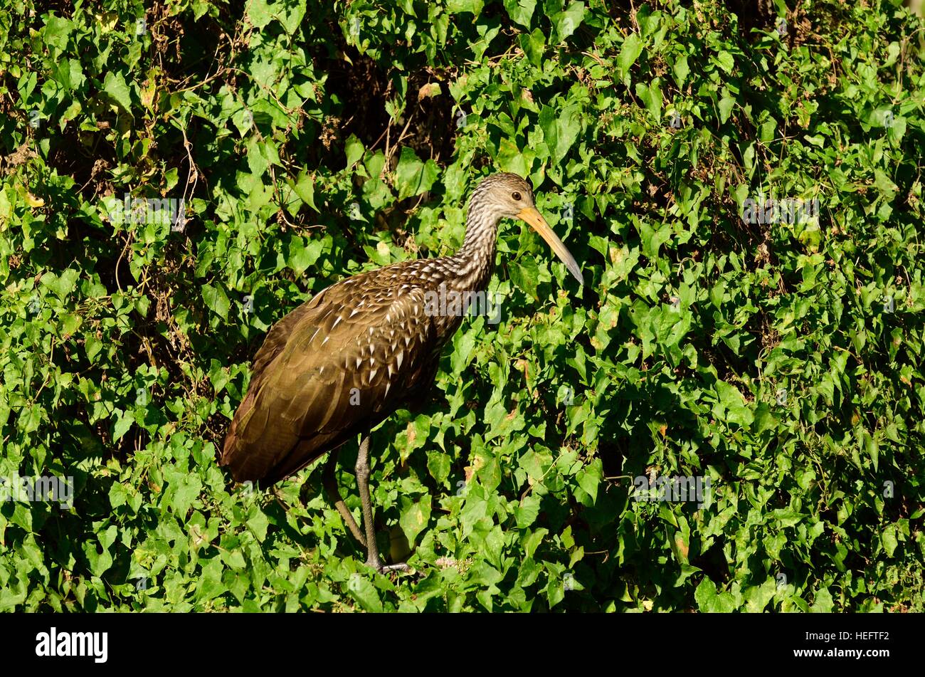 The Limpkin bird, also called Carrao, Courlan, and Crying bird resting ...