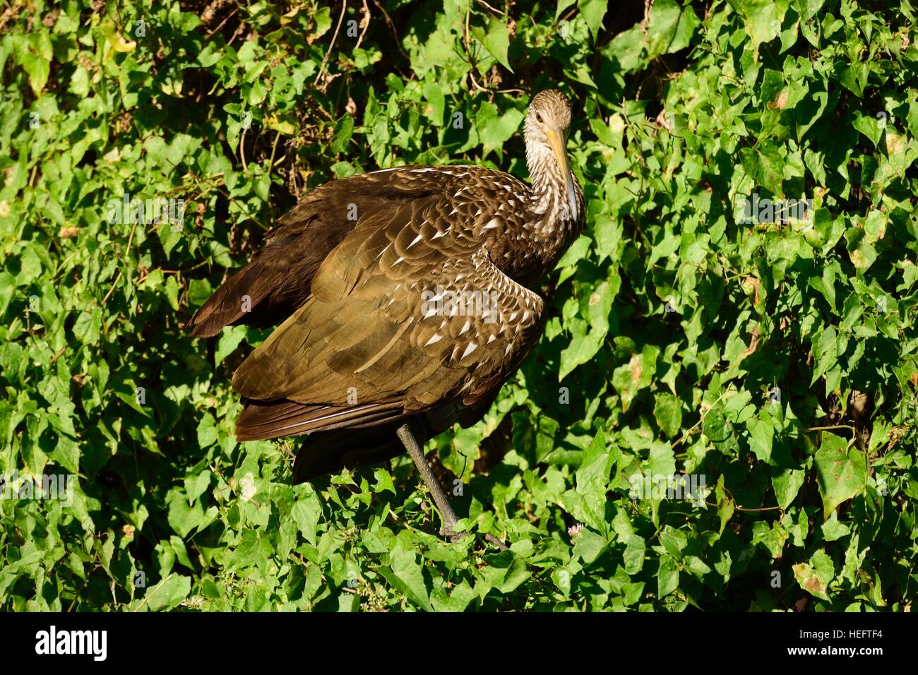 The Limpkin bird, also called Carrao, Courlan, and Crying bird resting ...