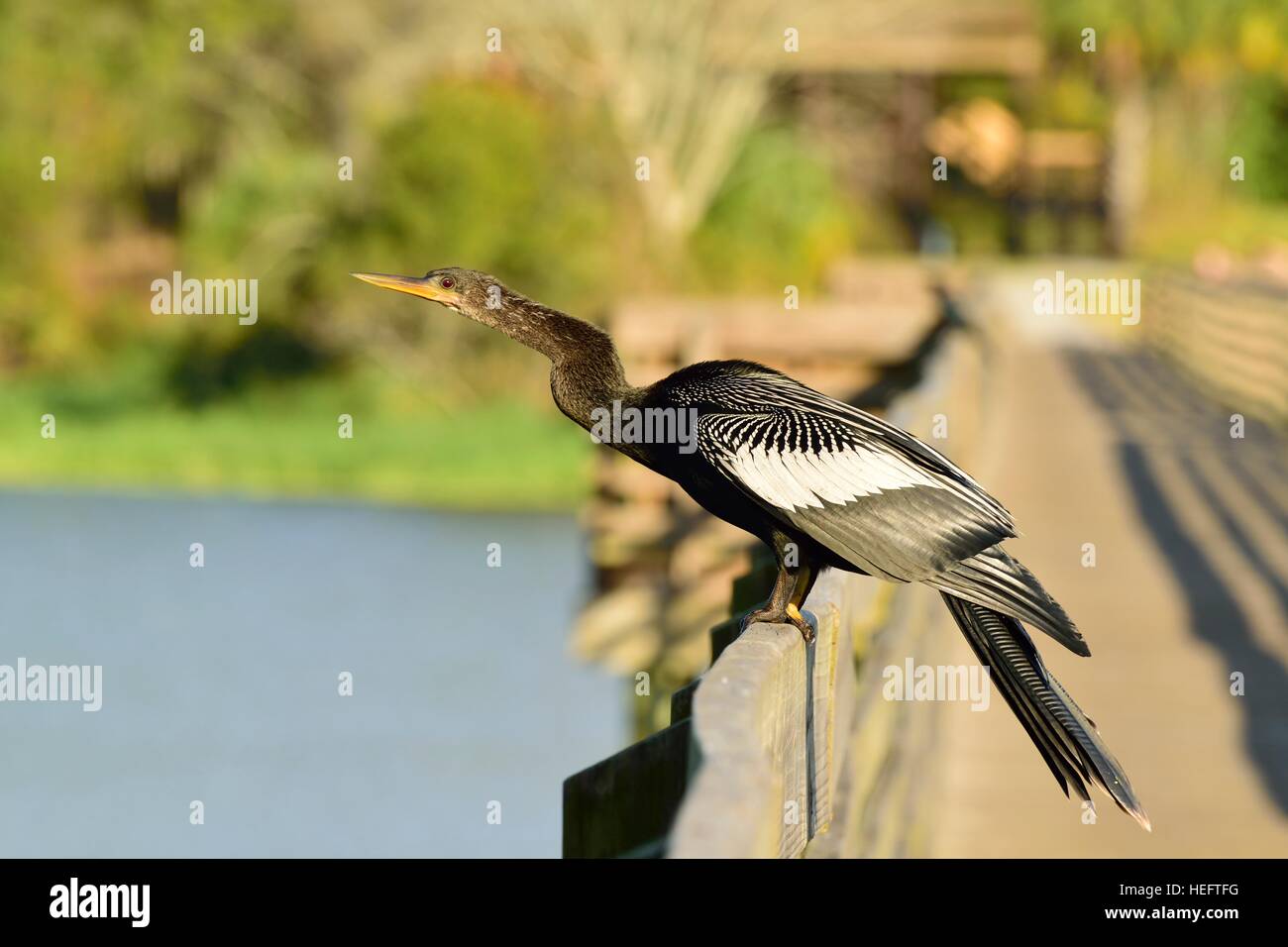 Anhinga bird also known as a water turkey, snake bird and devil bird on ...