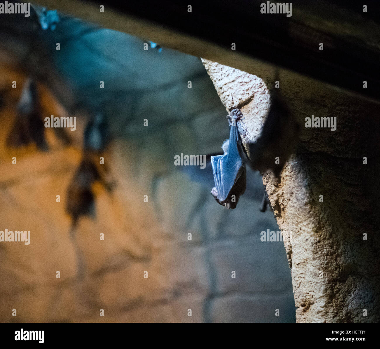 Captive bat in a zoo Stock Photo - Alamy