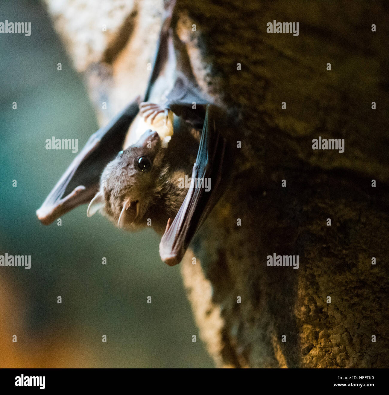 Captive bat in a zoo Stock Photo - Alamy