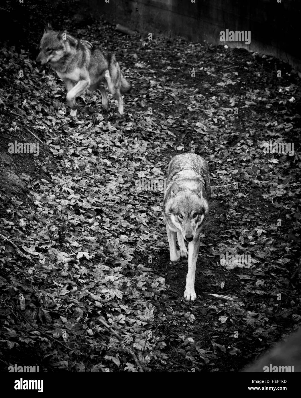 Black wolf pack Black and White Stock Photos & Images - Alamy