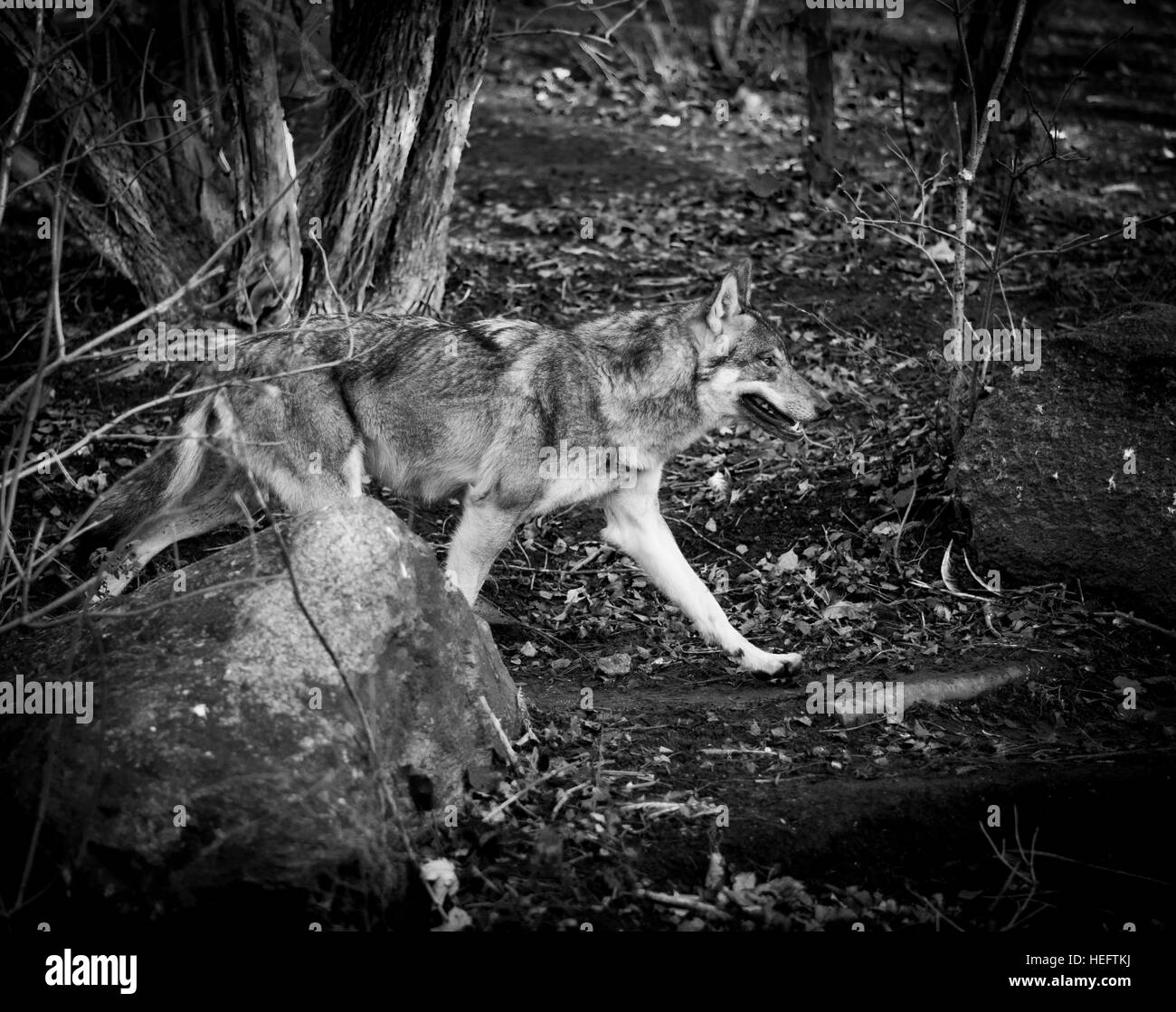 Lone white wolf Black and White Stock Photos & Images - Alamy