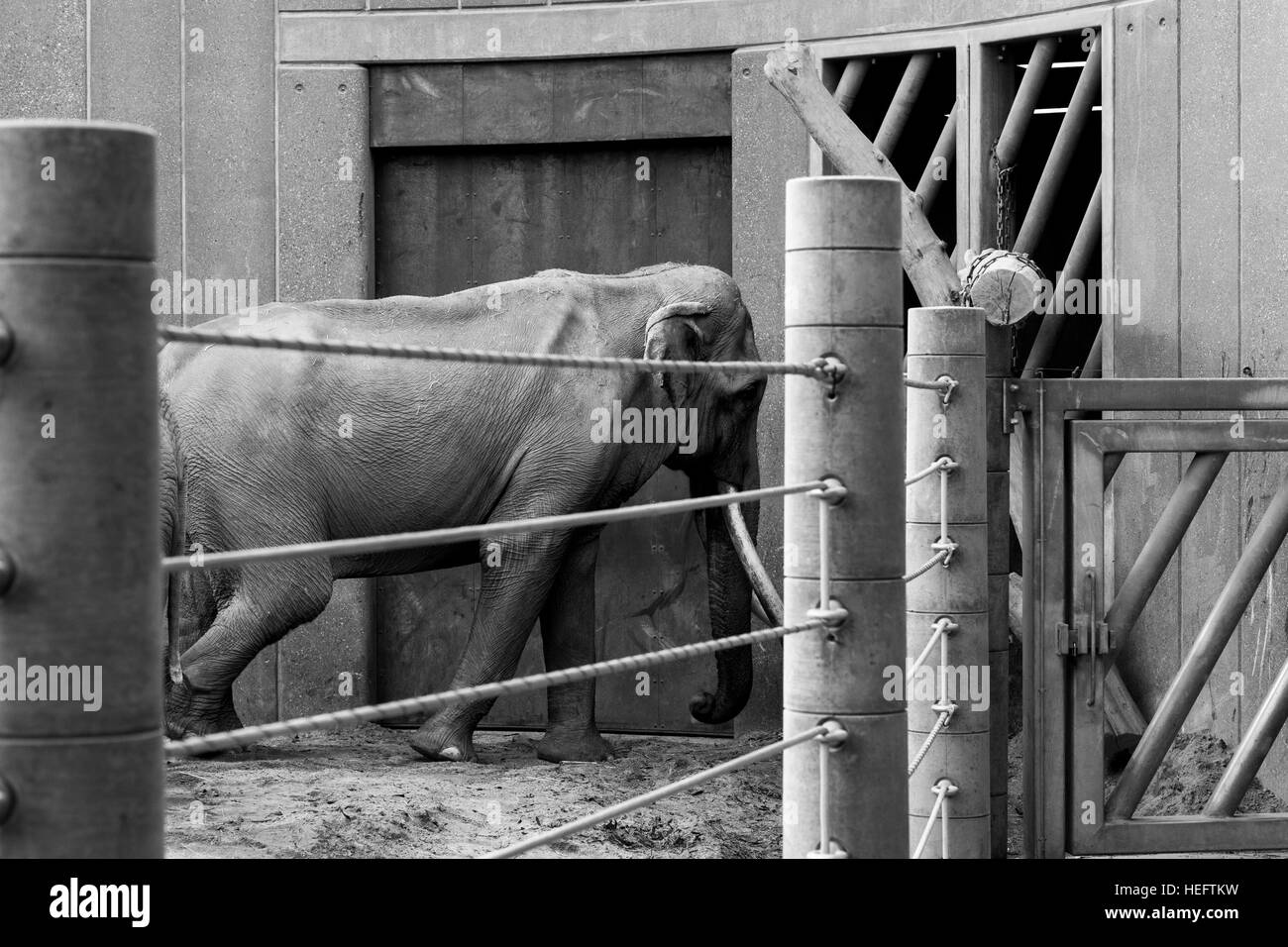 Elephants in an indoor enclosure at a zoo Stock Photo - Alamy