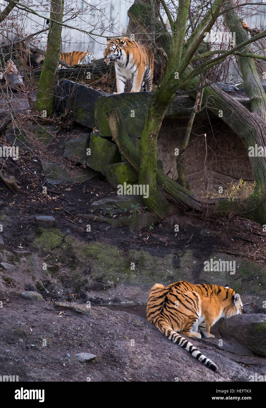 Captive tigers in a zoo Stock Photo - Alamy