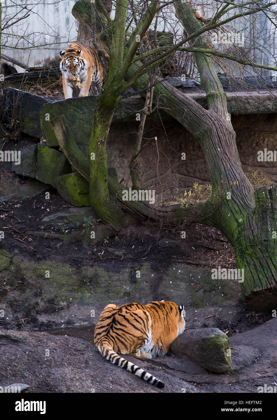 Captive tigers in a zoo Stock Photo - Alamy