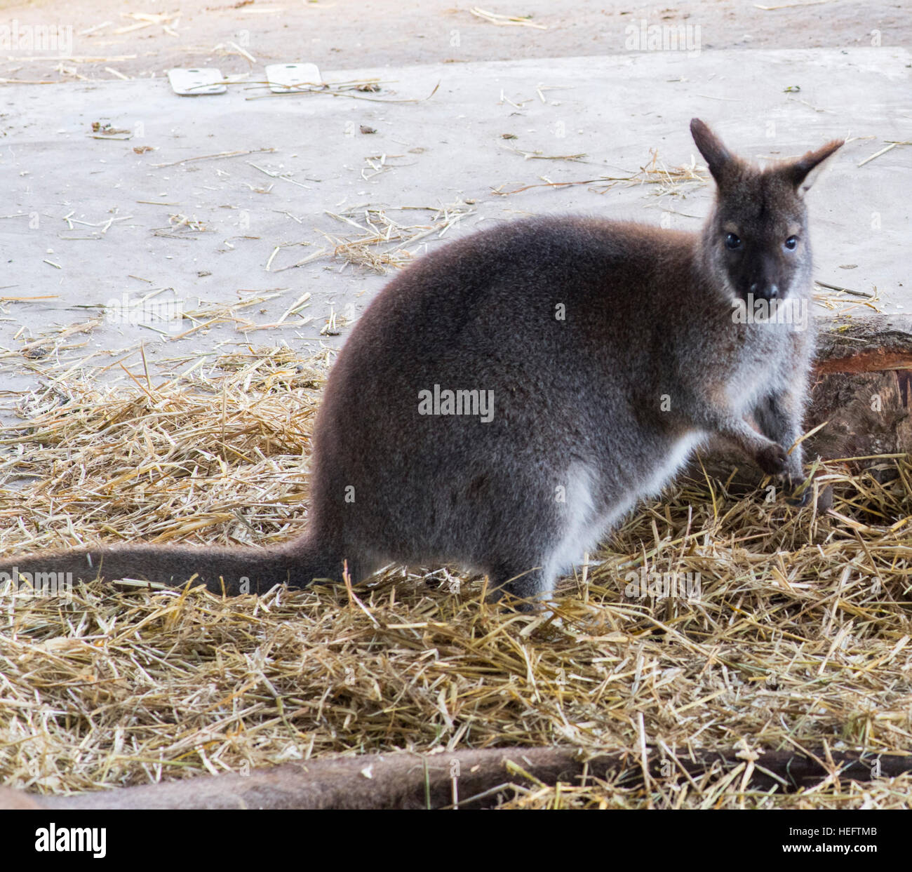 A captive wallaby in a zoo Stock Photo - Alamy