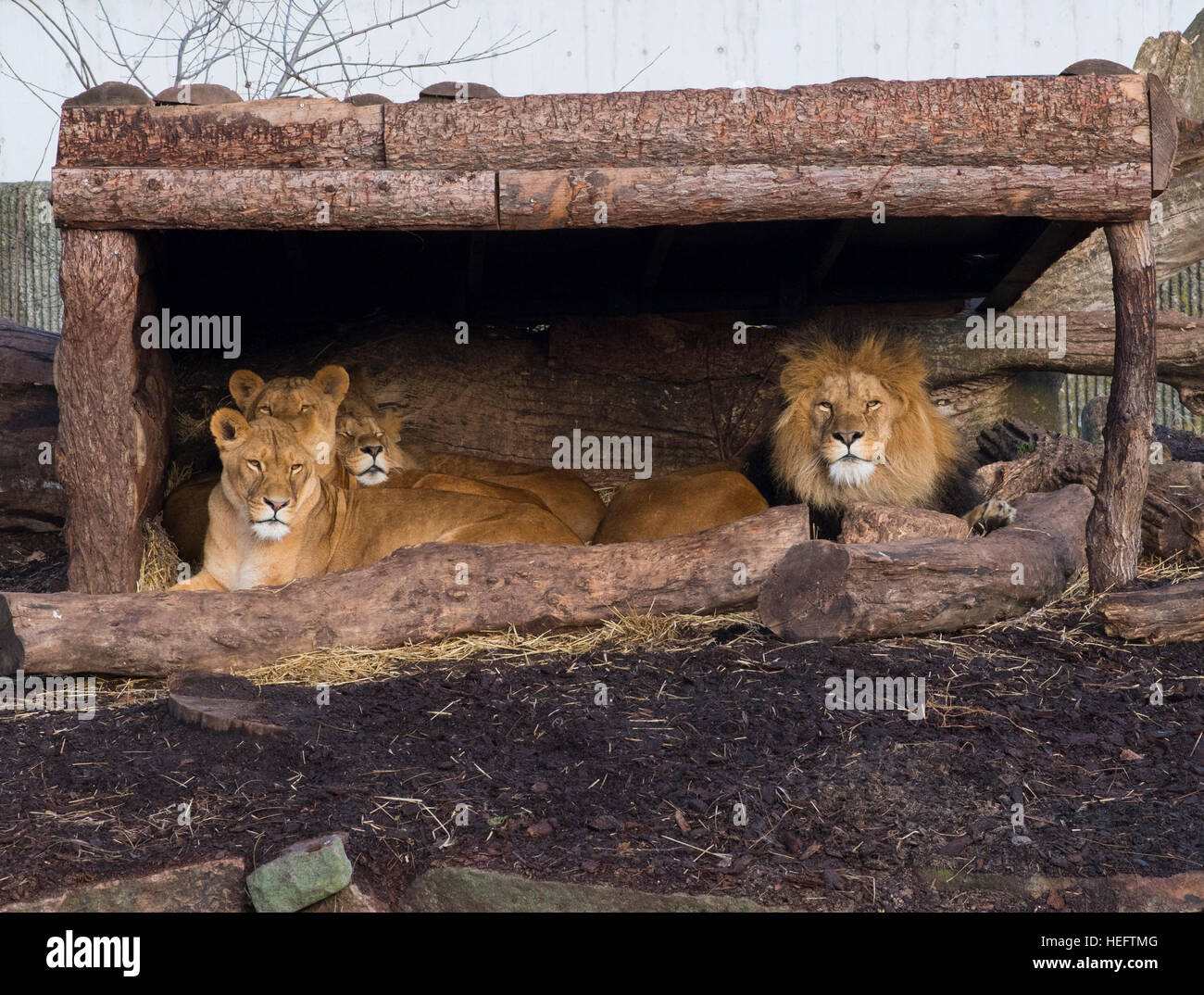 A pride of captive Lions in a zoo Stock Photo - Alamy
