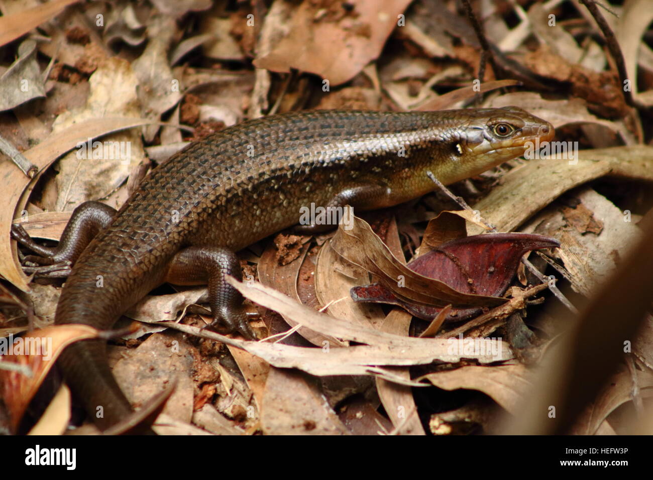 Pregnant lizard hi-res stock photography and images - Alamy