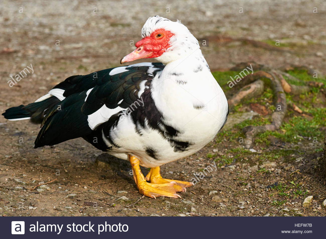 Yellow Duck Feet High Resolution Stock Photography and Images - Alamy