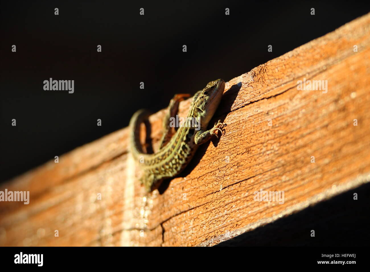 Lizard italy hi-res stock photography and images - Alamy