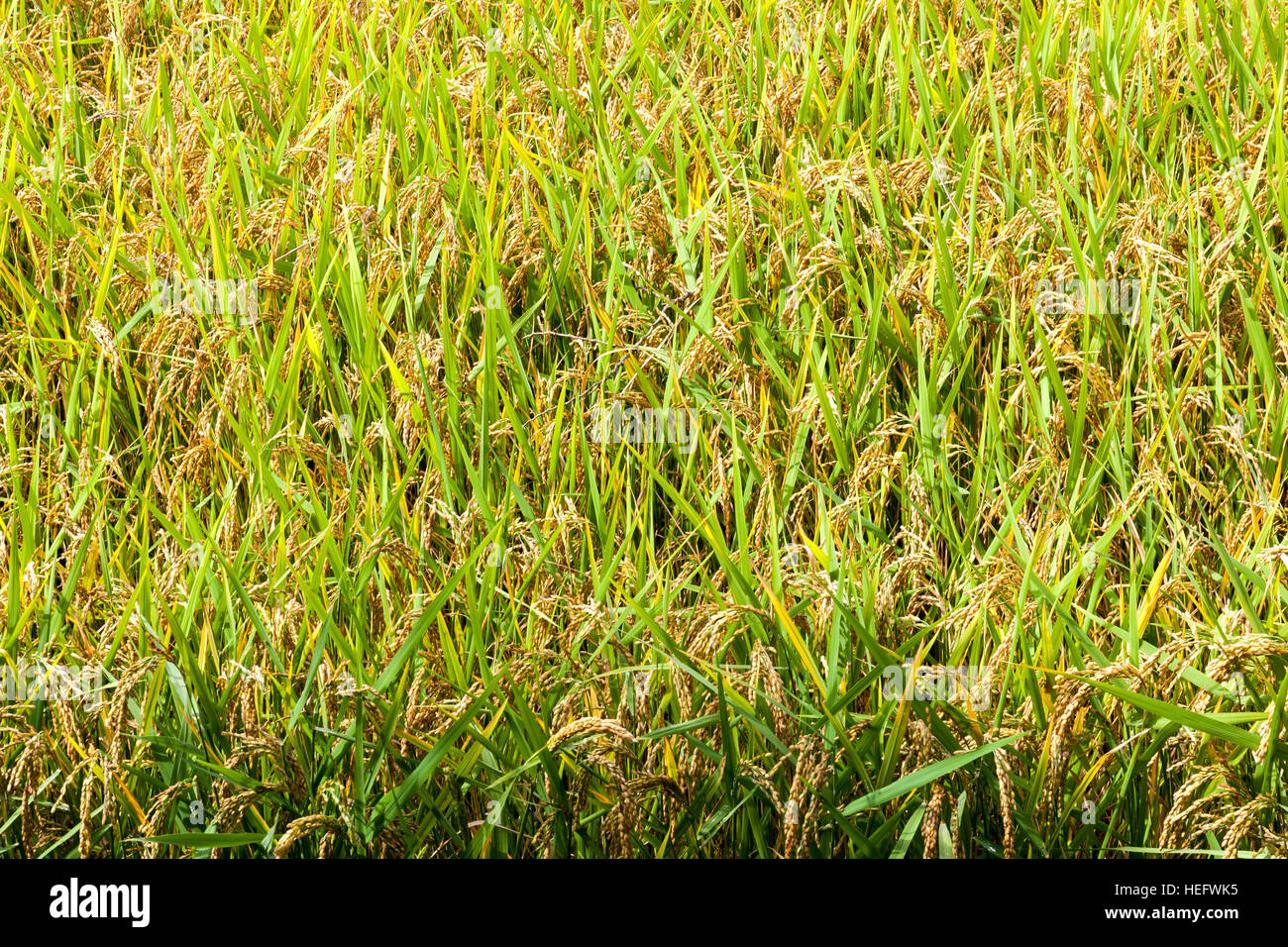 Agriculture rice paddy irrigation water hi-res stock photography and ...