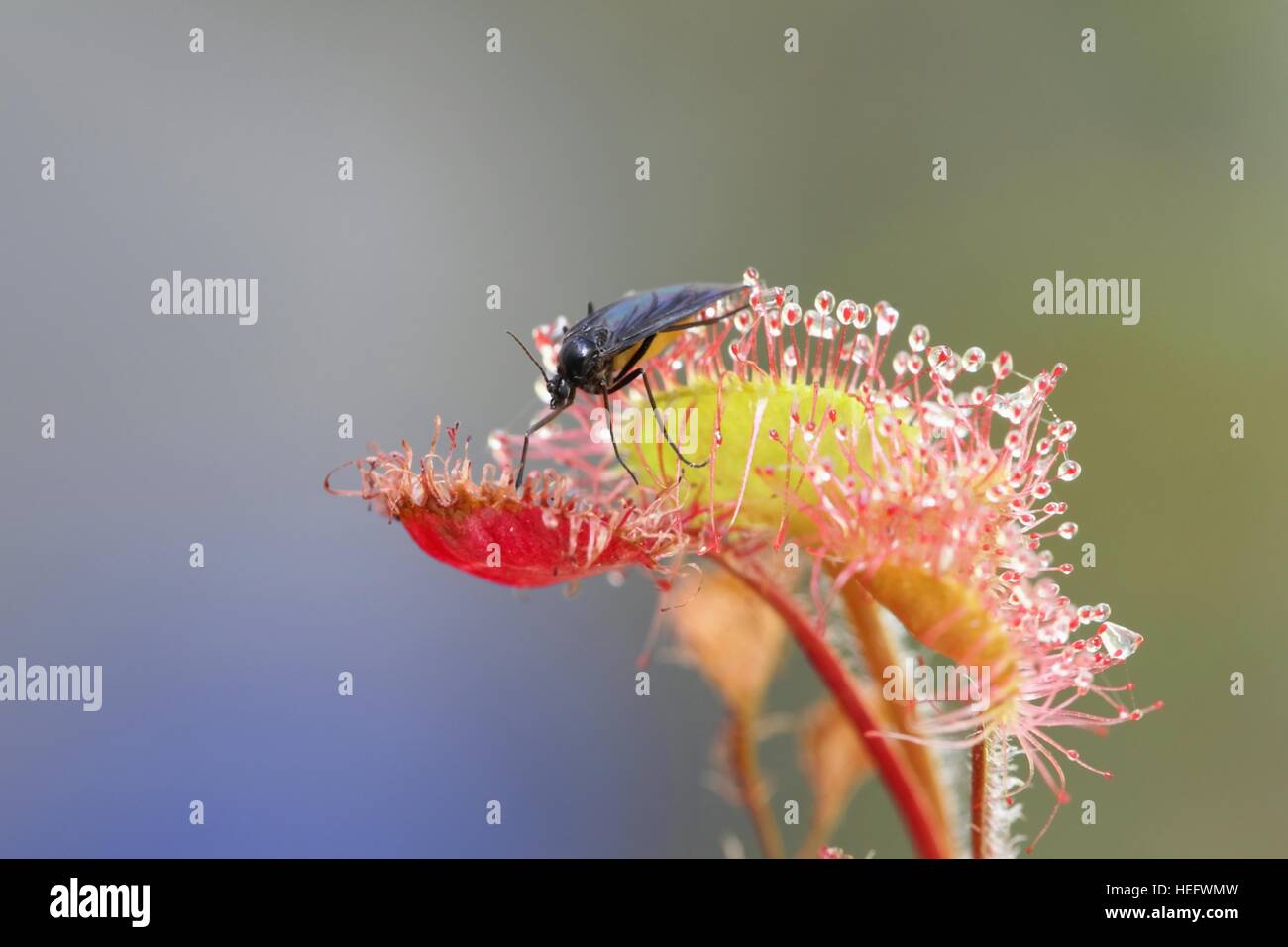 Fungus Gnat, prey of Common sundew Stock Photo - Alamy