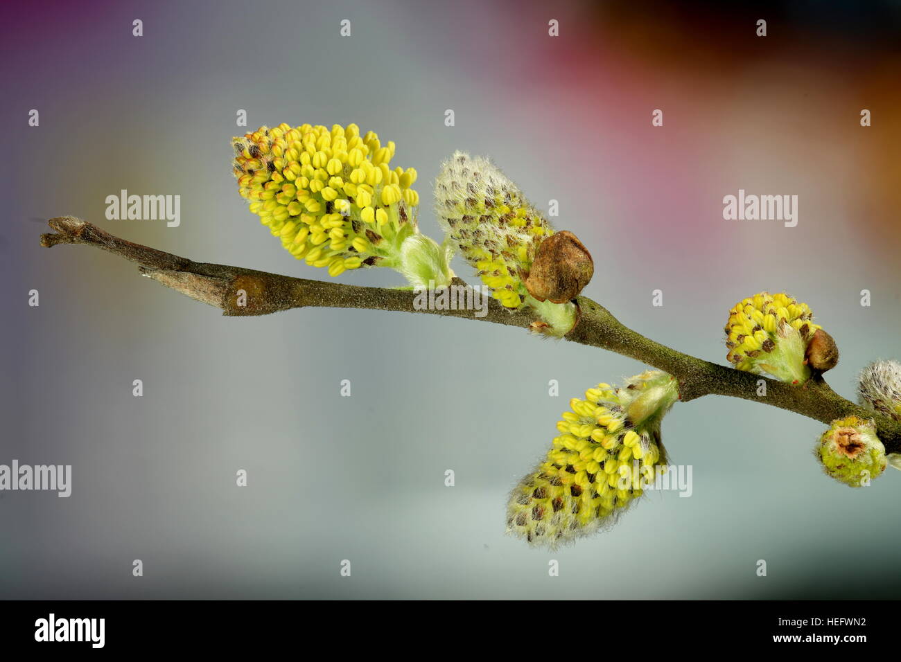 Downy willow hi-res stock photography and images - Alamy