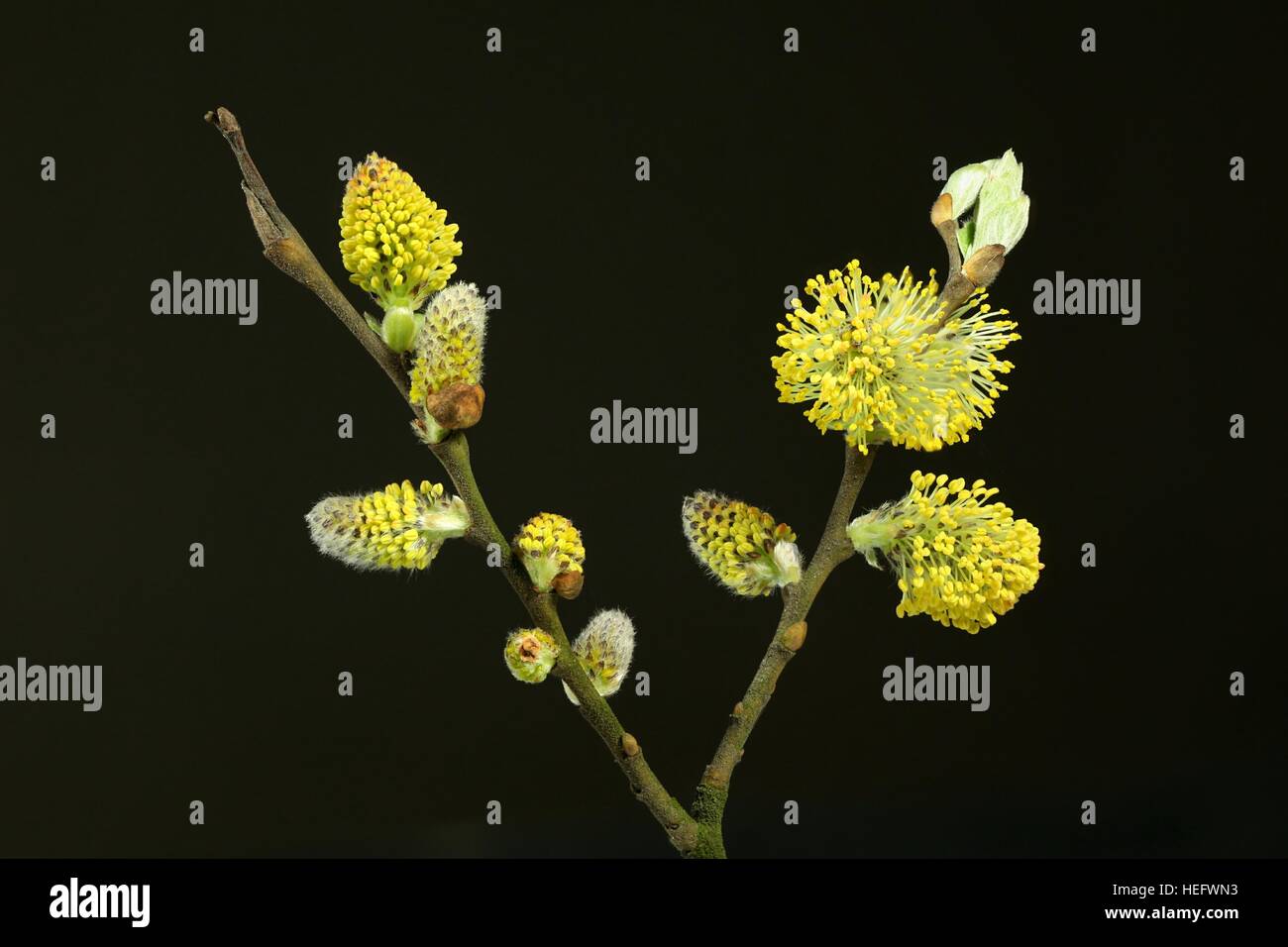 Downy willow hi-res stock photography and images - Alamy