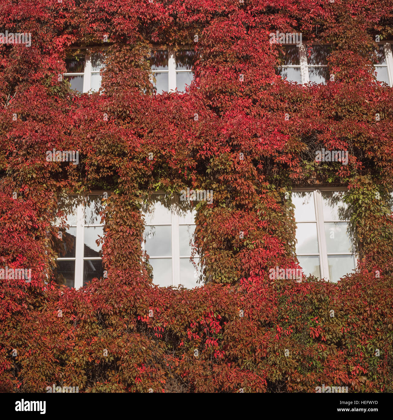Windows at autumn Stock Photo - Alamy