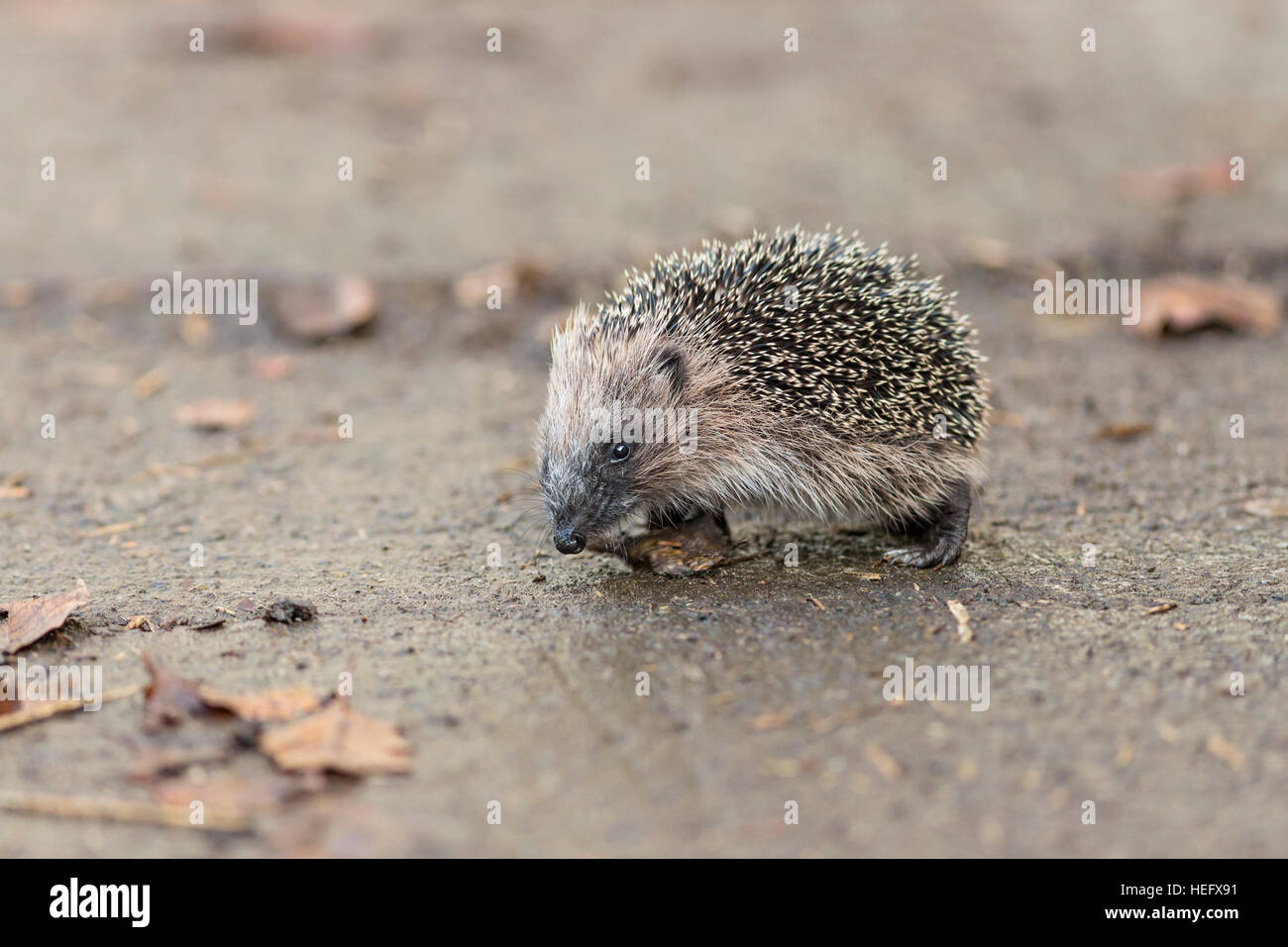 juvenile hedgehog walking Stock Photo - Alamy