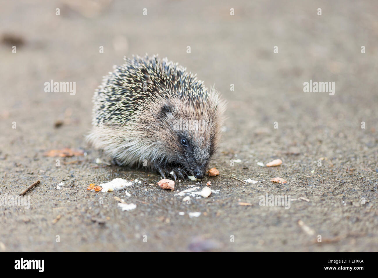 juvenile hedgehog eating bird food Stock Photo - Alamy