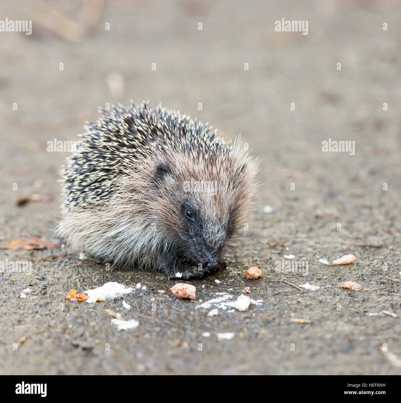 juvenile hedgehog eating bird food Stock Photo - Alamy