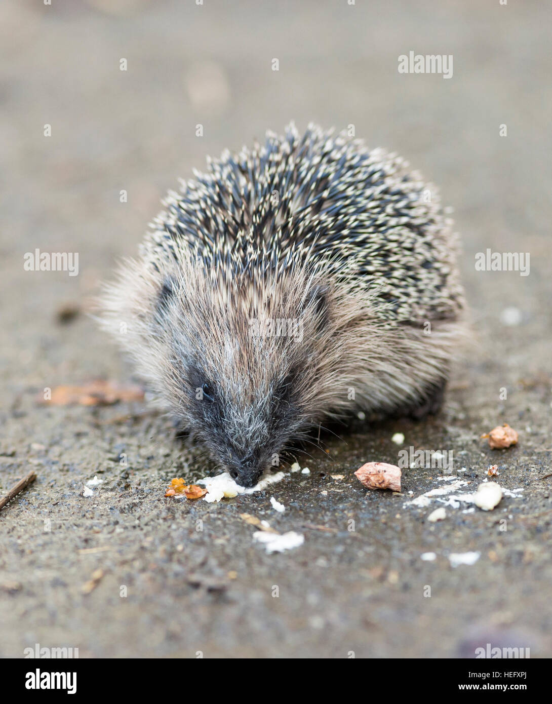 Hedgehog Eating Stock Photos & Hedgehog Eating Stock Images - Alamy