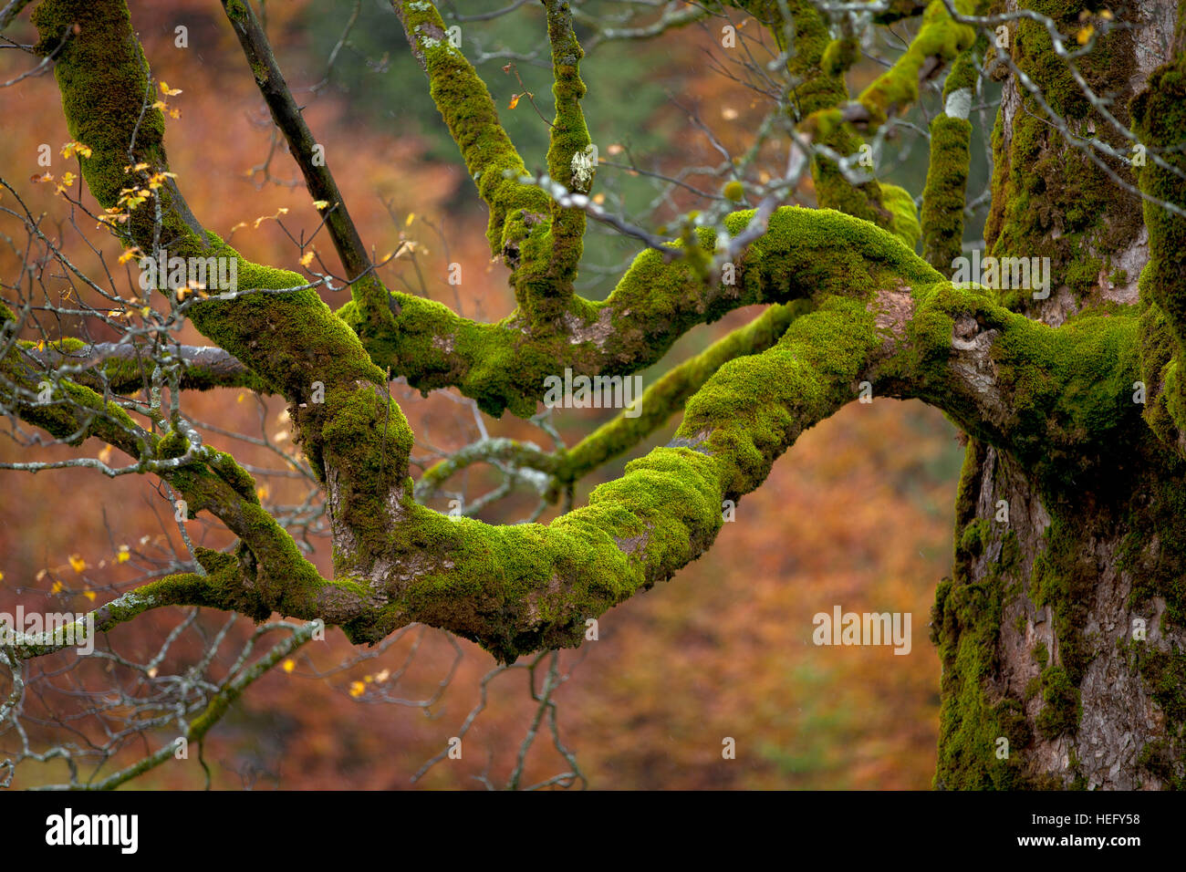 Maple tree with mossy branches Stock Photo - Alamy