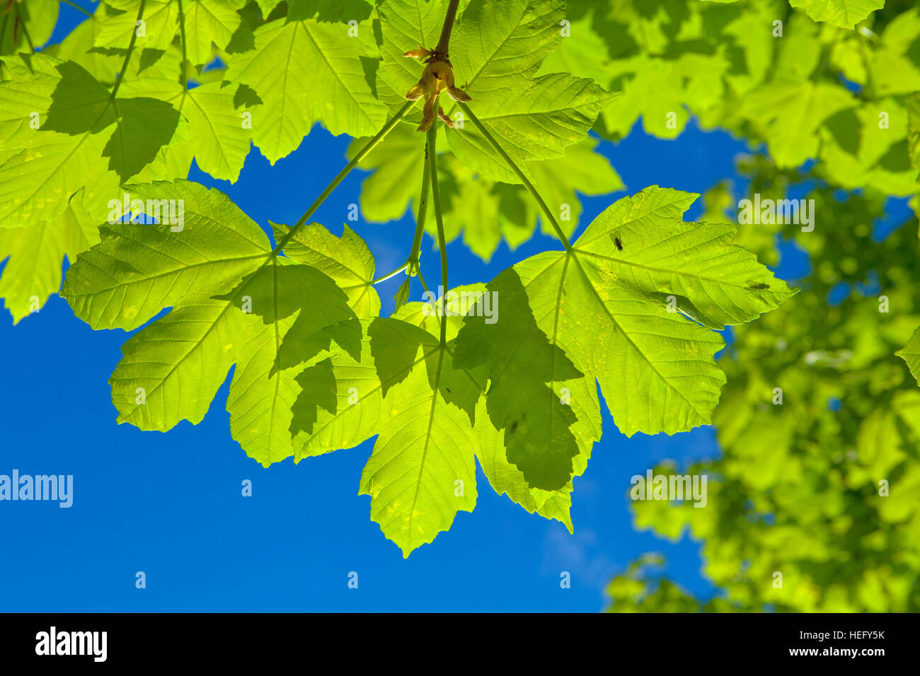 Flying leaves hi-res stock photography and images - Alamy