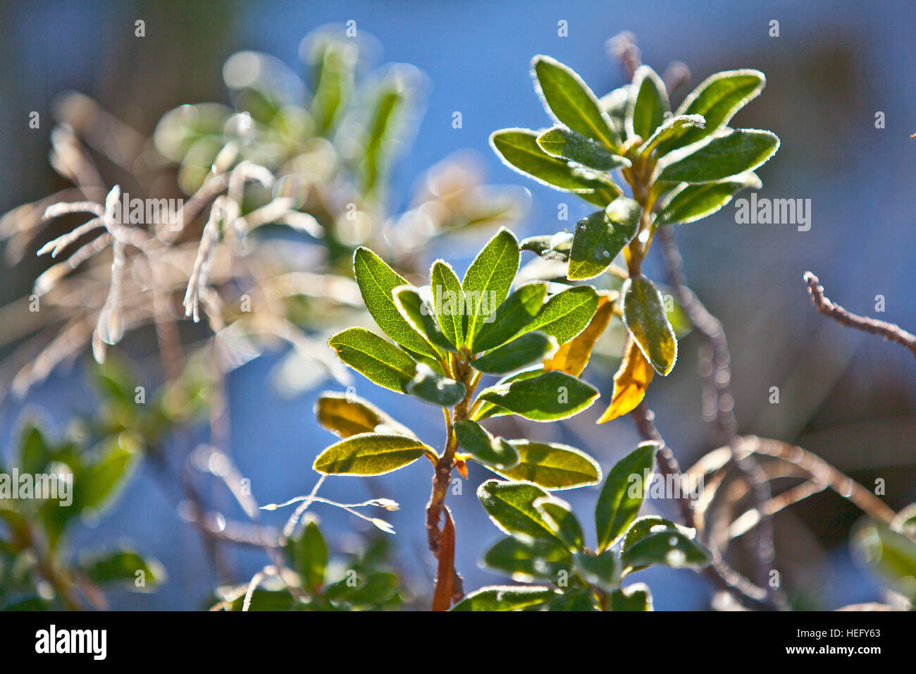Alpine rose twig in the back light Stock Photo - Alamy