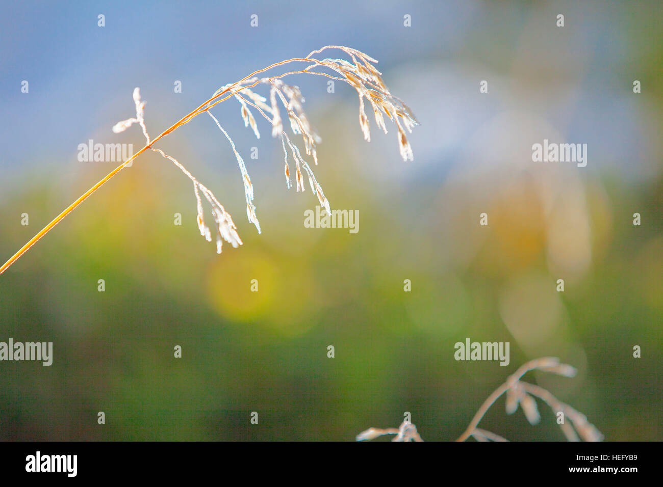 Back blade hi-res stock photography and images - Alamy