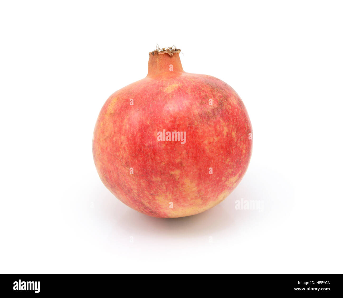 Tough skin Cut Out Stock Images & Pictures - Alamy