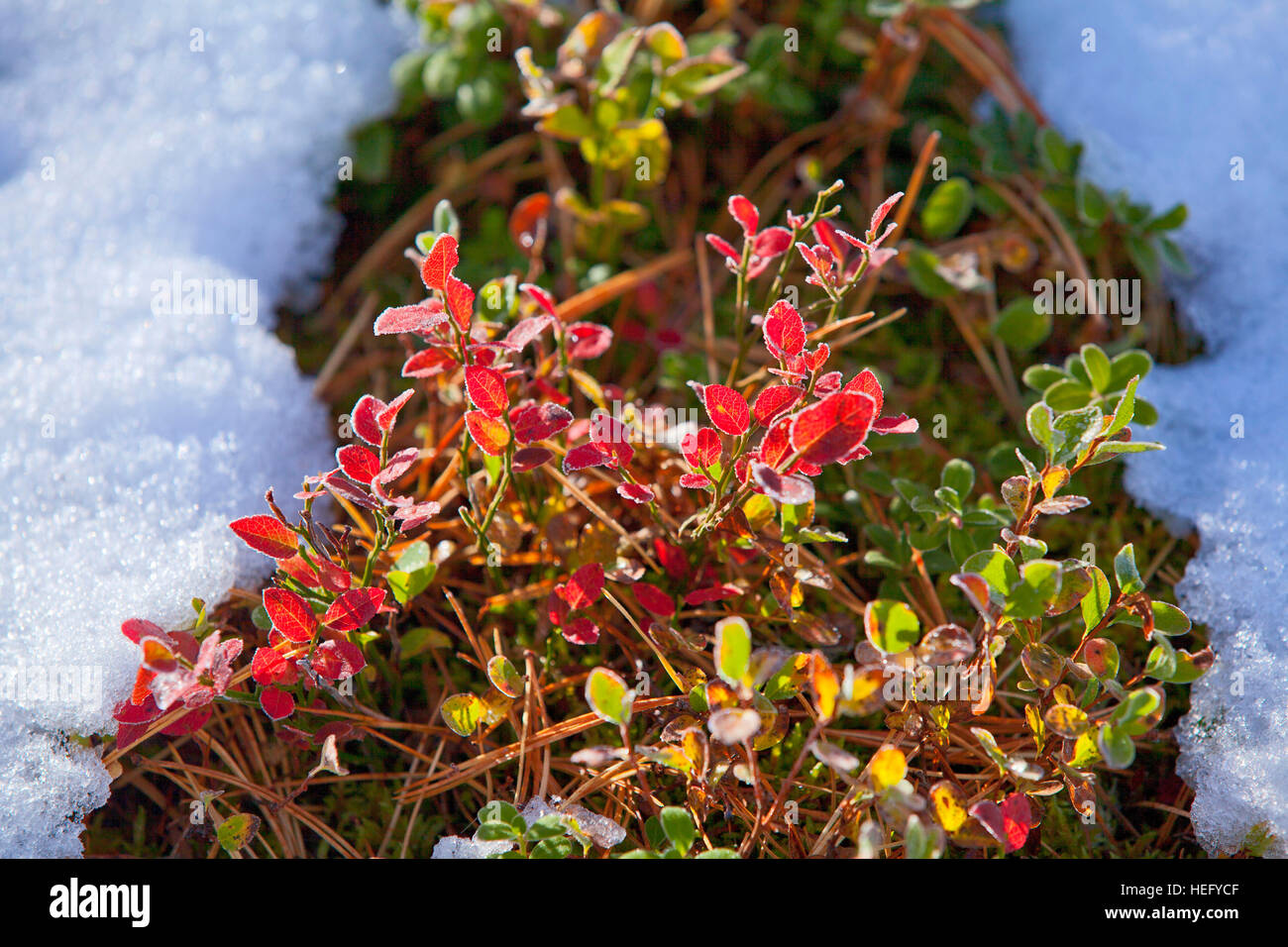 Blueberry shrubs in the snow Stock Photo - Alamy