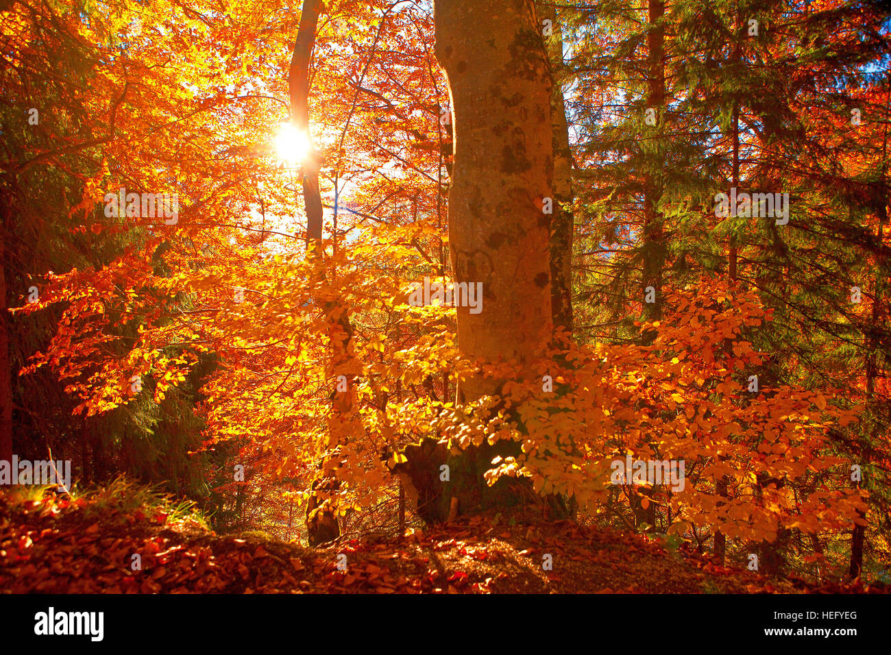 Autumn mood in the mixed forest Stock Photo - Alamy