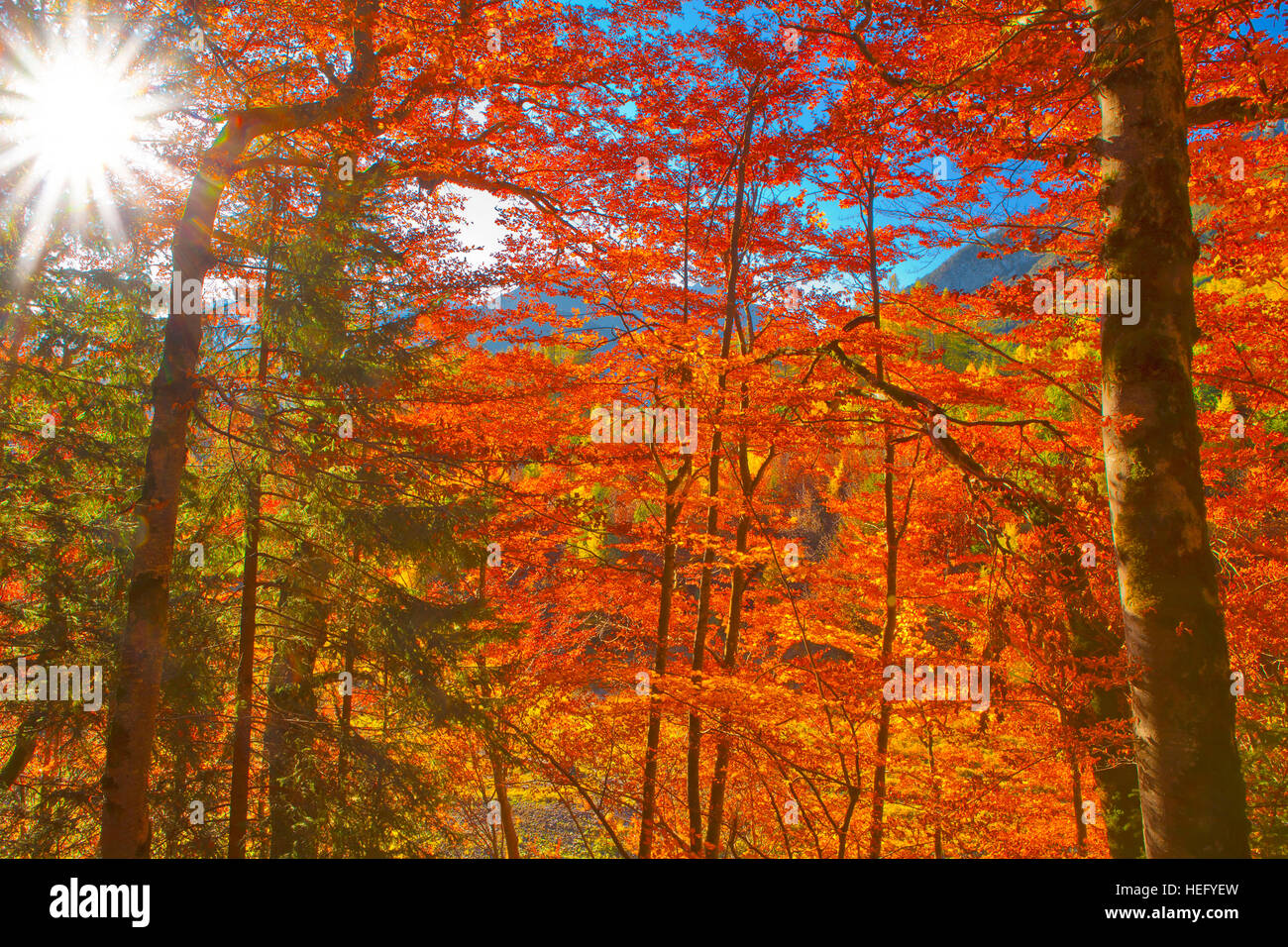 Autumn mood in the mixed forest Stock Photo - Alamy