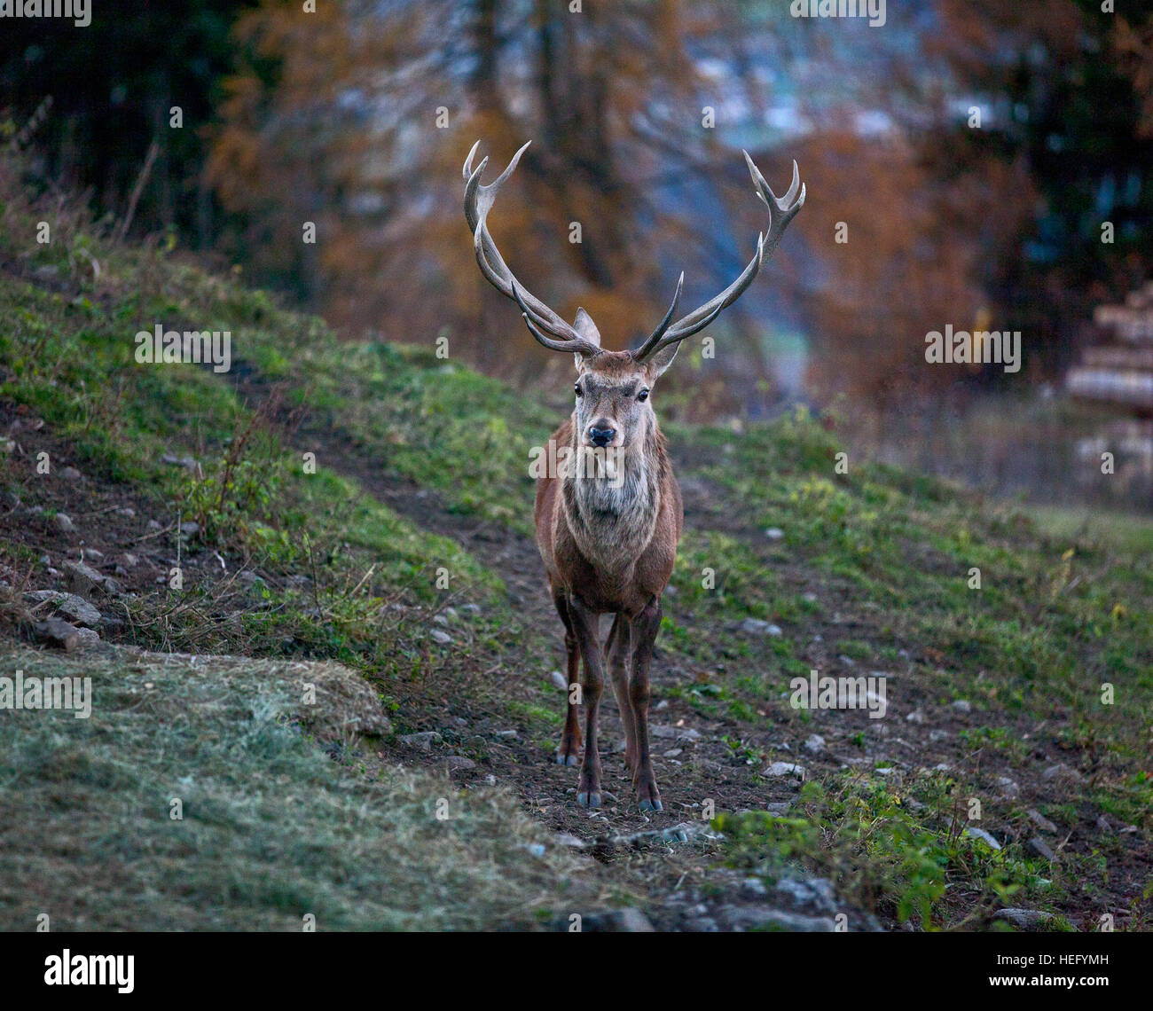 Red deer in the game enclosure Stock Photo - Alamy