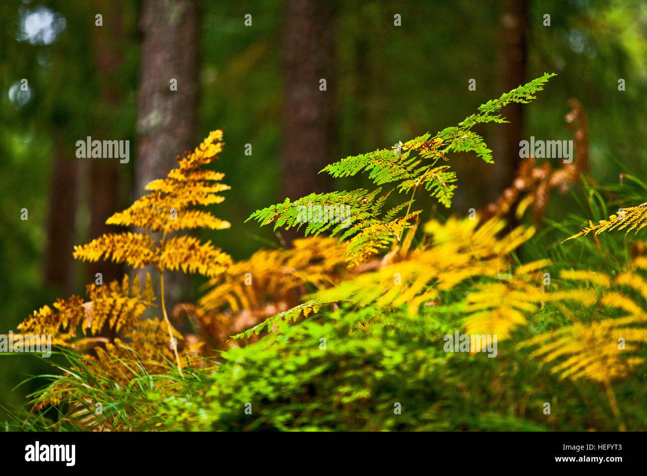 Forest mood with fern Stock Photo - Alamy