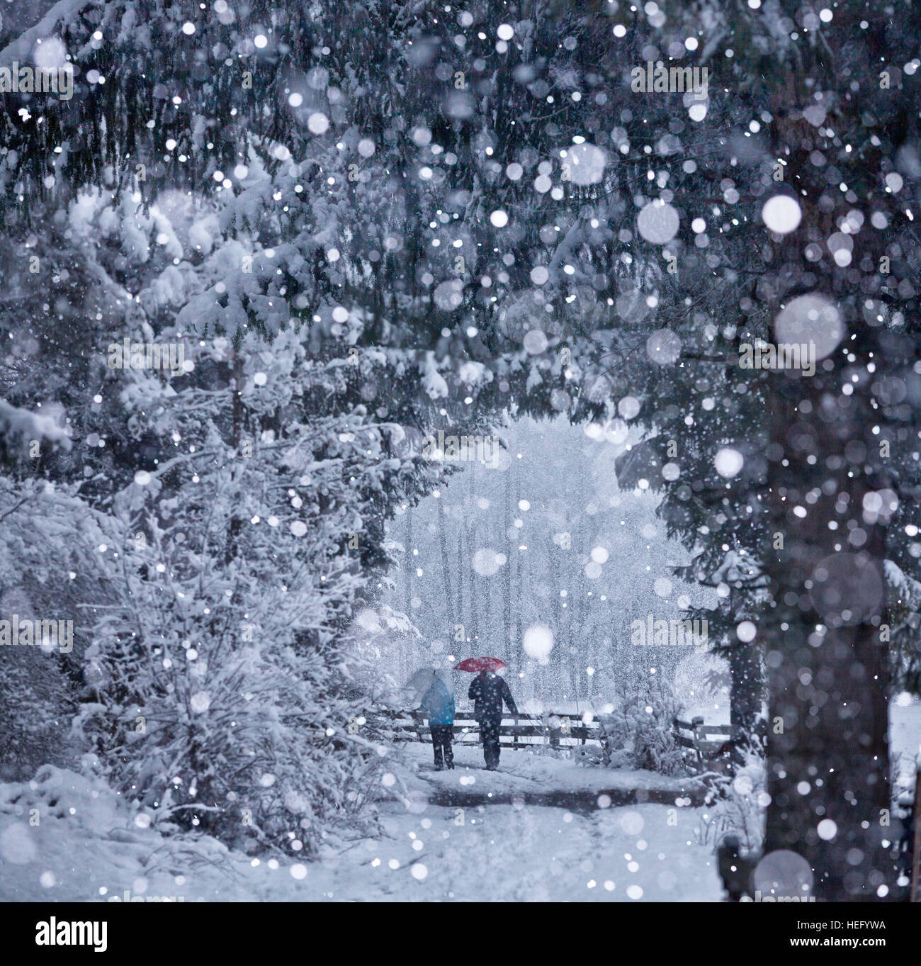 Winter walk with snowfall Stock Photo - Alamy