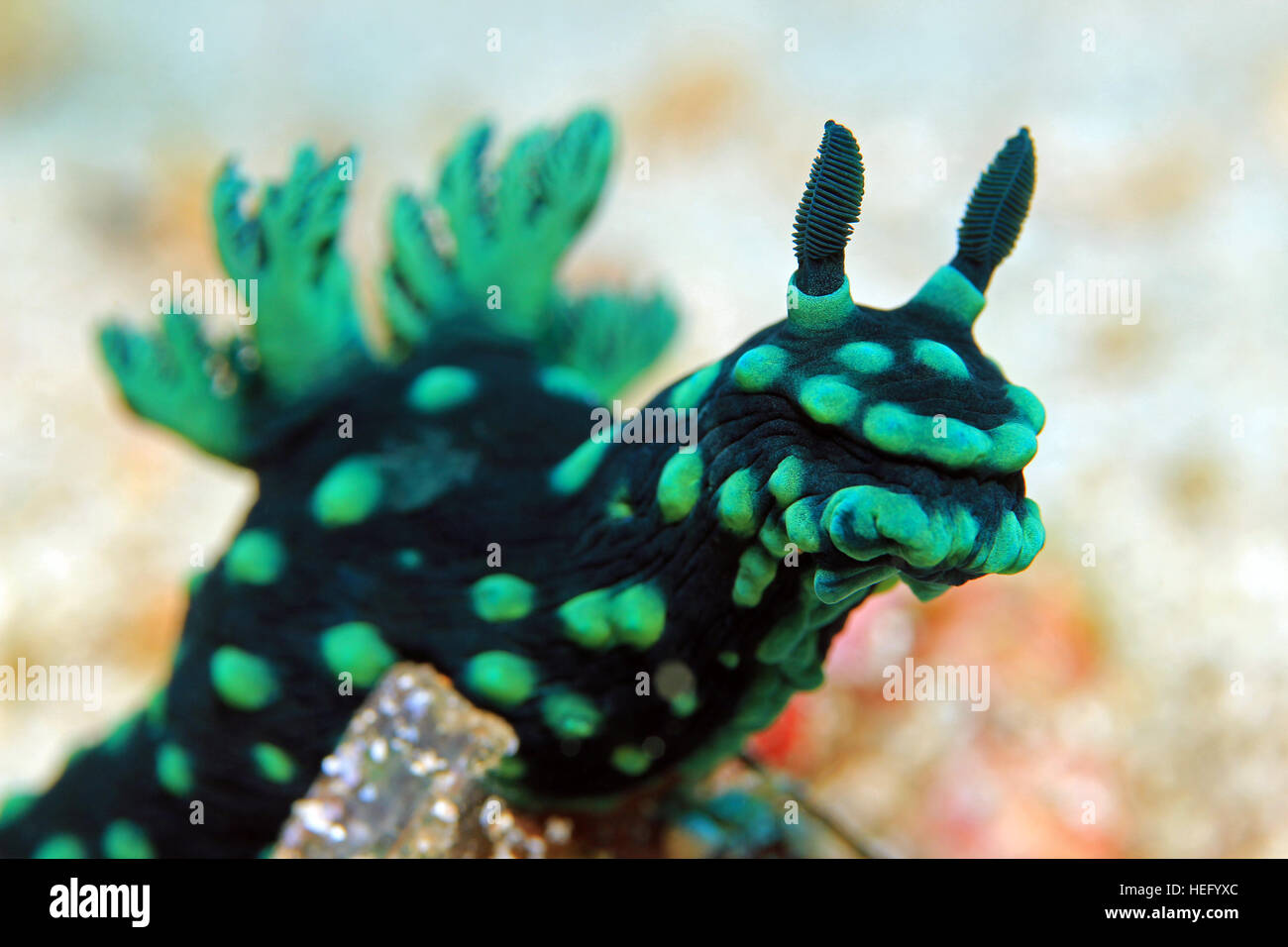 Close-up of a Cristate Neon Slug (Nembrotha Cristata), Padang Bai, Bali ...