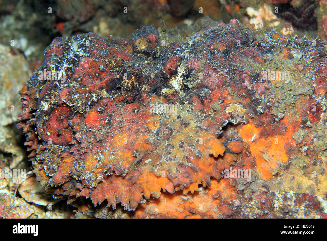 Reef stonefish hi-res stock photography and images - Alamy