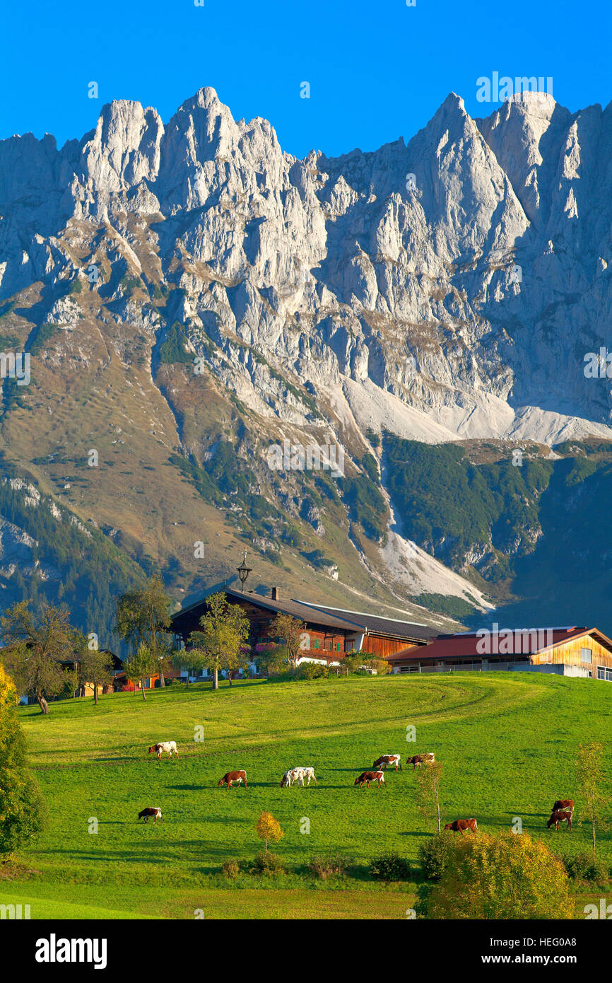 Austria, Tyrol, farm near Kitzbuehel with Kaisergebirge (mountains ...
