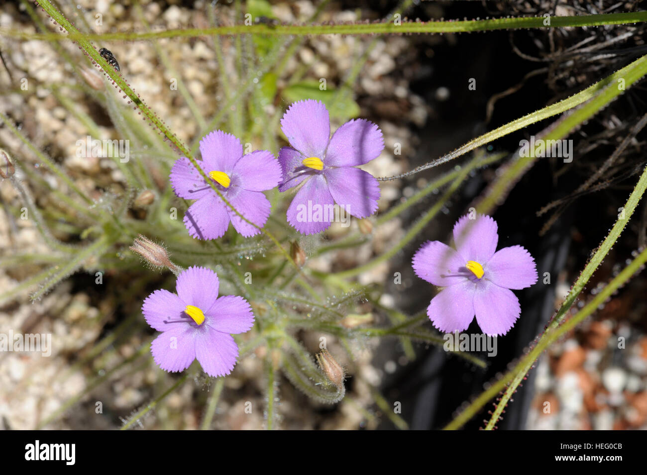 Byblis guehoi, carnivorous plant Stock Photo - Alamy