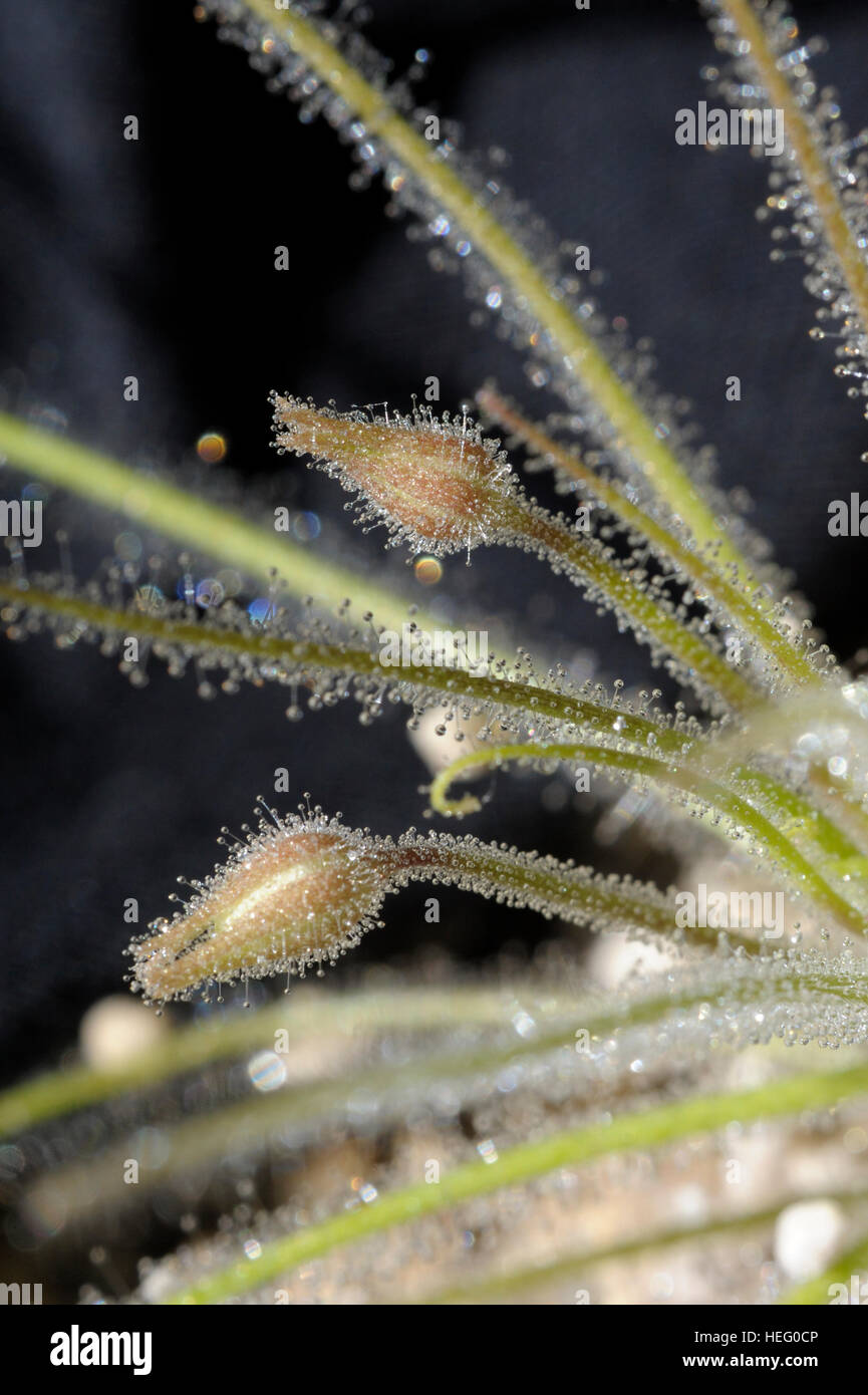 Byblis guehoi, carnivorous plant Stock Photo - Alamy