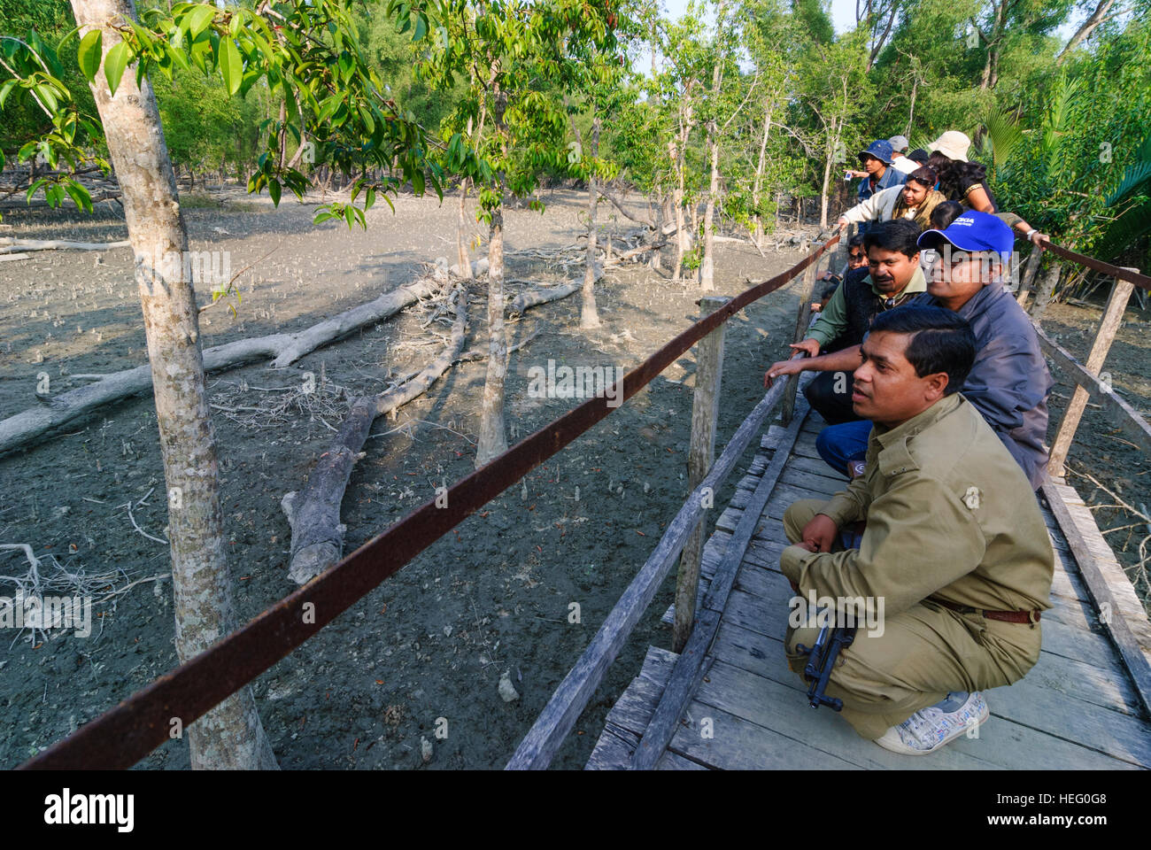 Mangrove Forest With Sundari Trees High Resolution Stock Photography ...