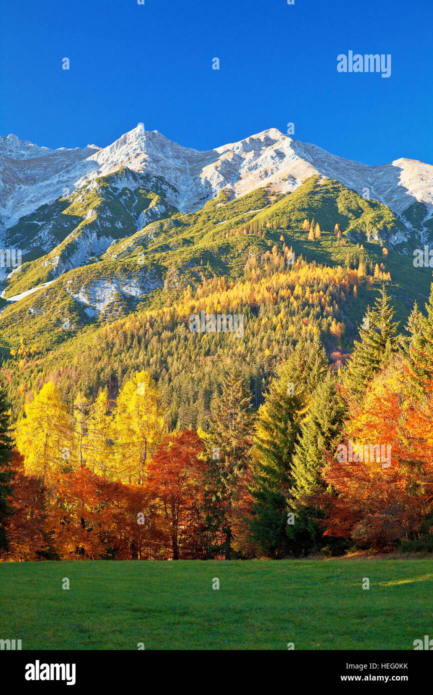 Austria, Tyrol, autumn forest in Obsteig (village) view to Wannig ...