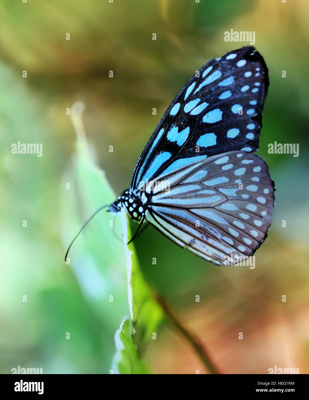 Photo of a beautiful tropical butterfly Stock Photo - Alamy