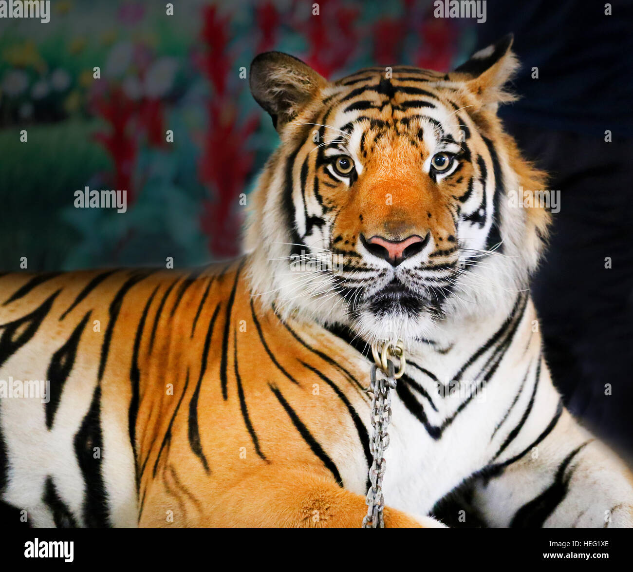 Photo portrait of a beautiful large predatory tiger Stock Photo - Alamy