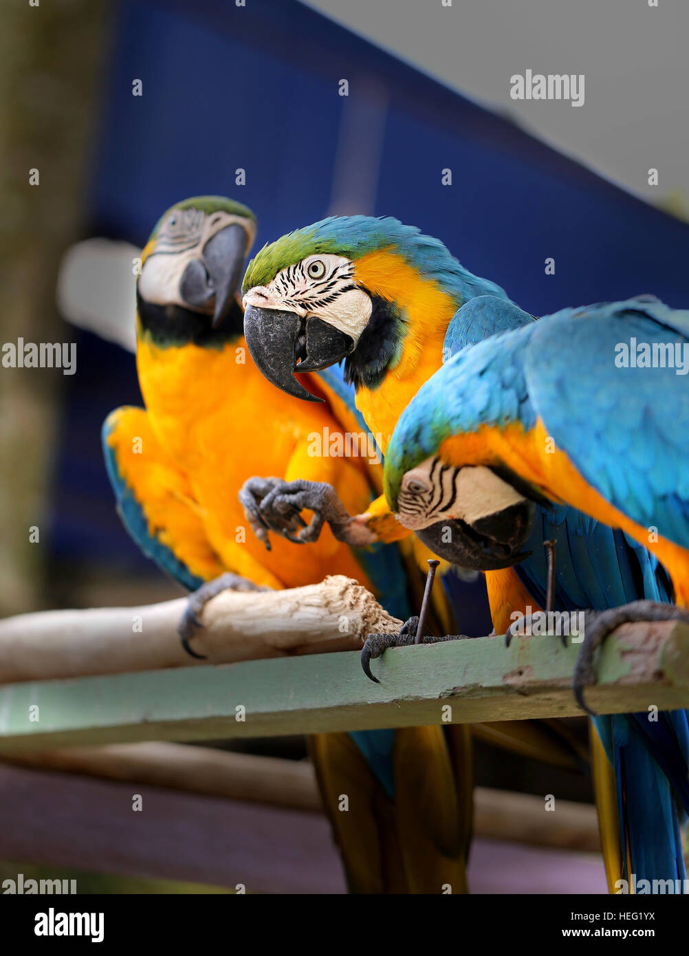 Fun photo with big beautiful macaw parrots Stock Photo - Alamy