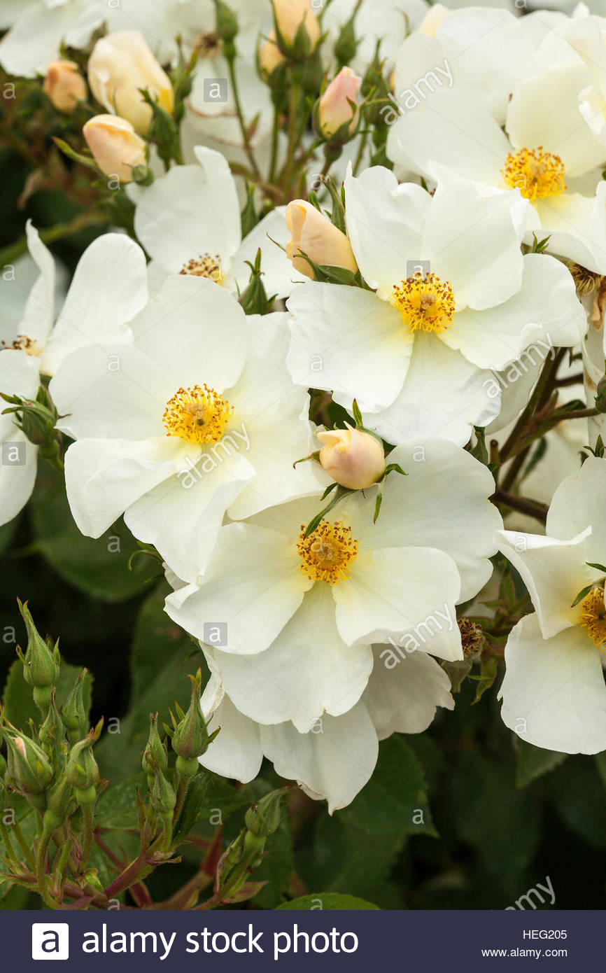 David Austin Rose Stock Photos & David Austin Rose Stock Images - Alamy