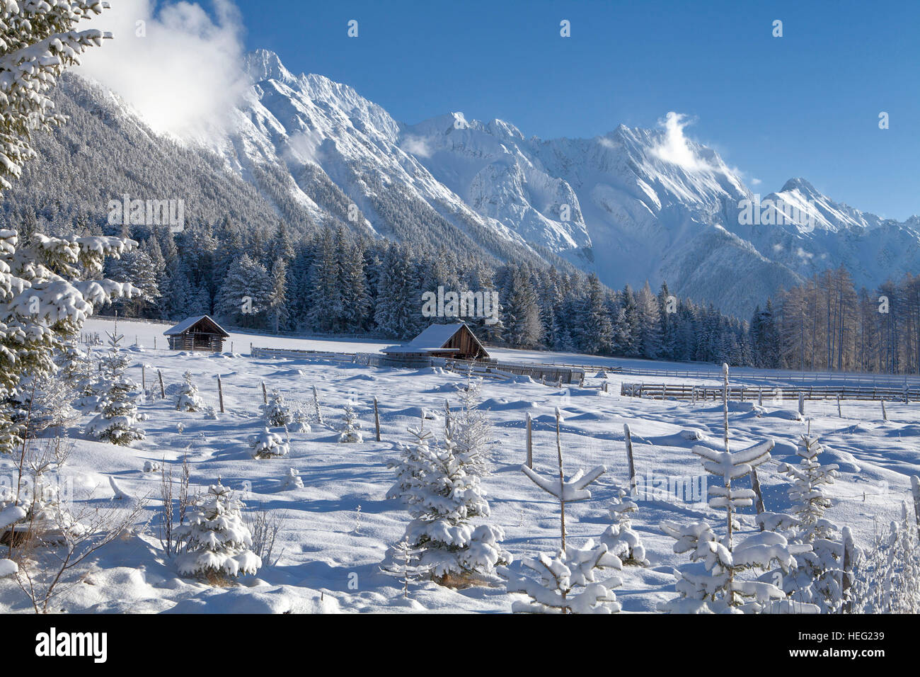 Austria, Tyrol, Obsteig (village), winter scenery with young trees ...