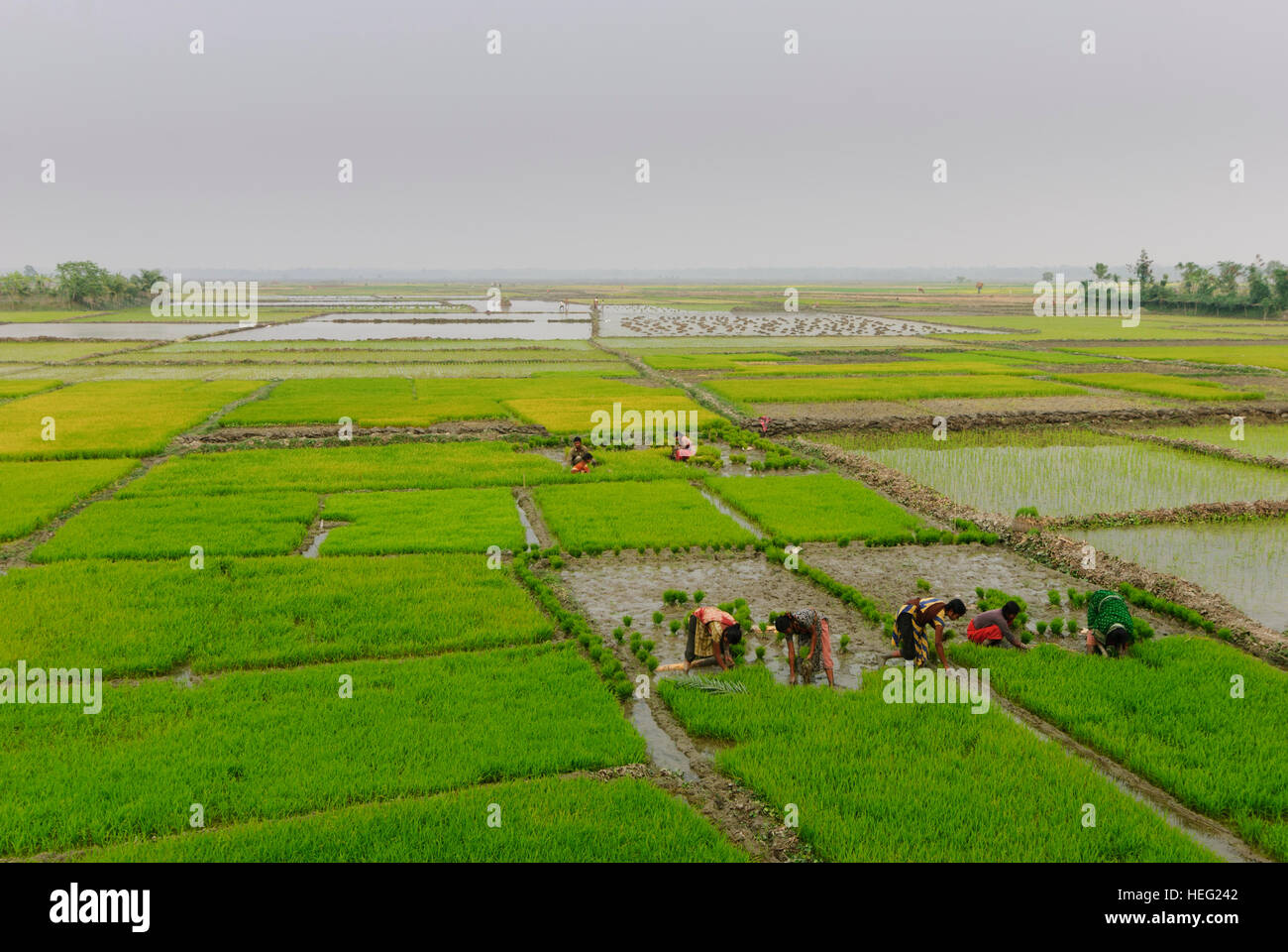Hariargup: Rice fields field, women plant rice, Khulna Division ...